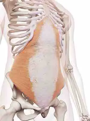 Muscles abdominaux : muscle grand droit, transverse, obliques