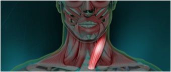 La cervicalgie - Définition, causes et traitement