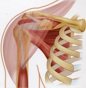 Coiffe des rotateurs : anatomie et pathologies