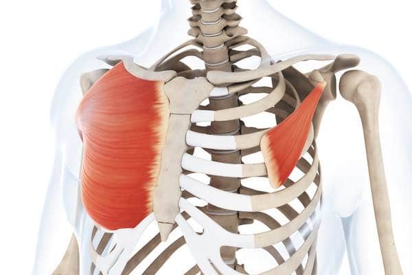 Muscles petit et grand pectoral : anatomie
