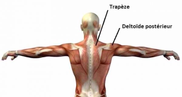 Rowing menton ou tirage vertical à la barre : présentation et conseils