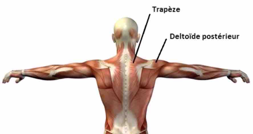 Rowing menton ou tirage vertical à la barre : présentation et conseils