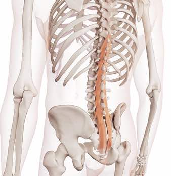 Muscles spinaux (lombaires) : anatomie, musculation, étirements...