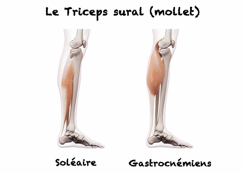 Triceps sural : Anatomie des muscles Soléaire et Gastronémien + Exercices