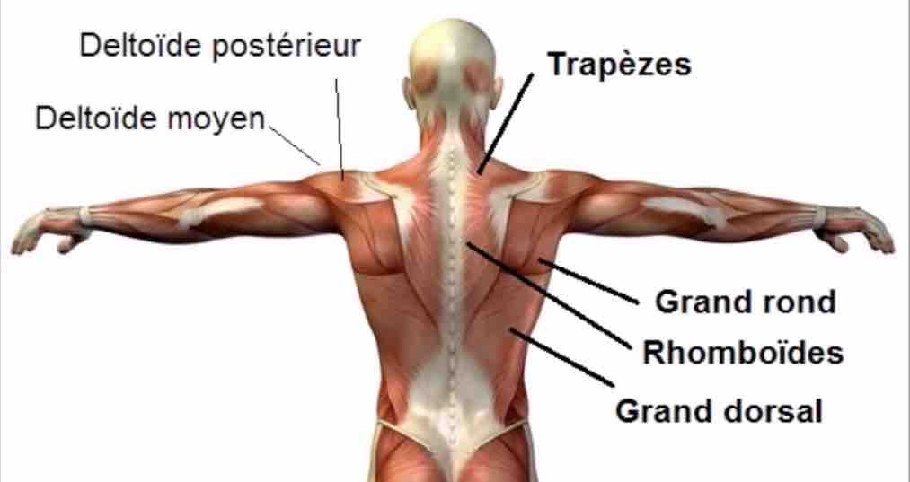Rowing assis à la machine : présentation, conseils, variantes...