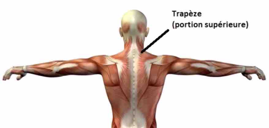 Muscle Les Trapeze – Exercices Pour Travailler Les Trapèzes – VRIMCA