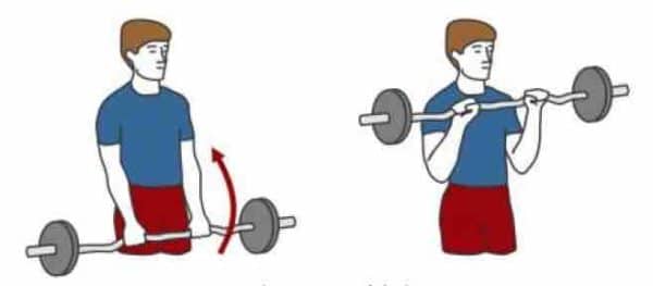Muscle Supinateur : Anatomie, Renforcement, Etirement...