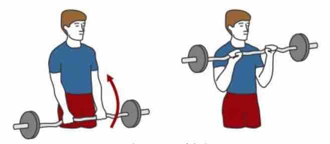 Muscle Supinateur : Anatomie, Renforcement, Etirement...