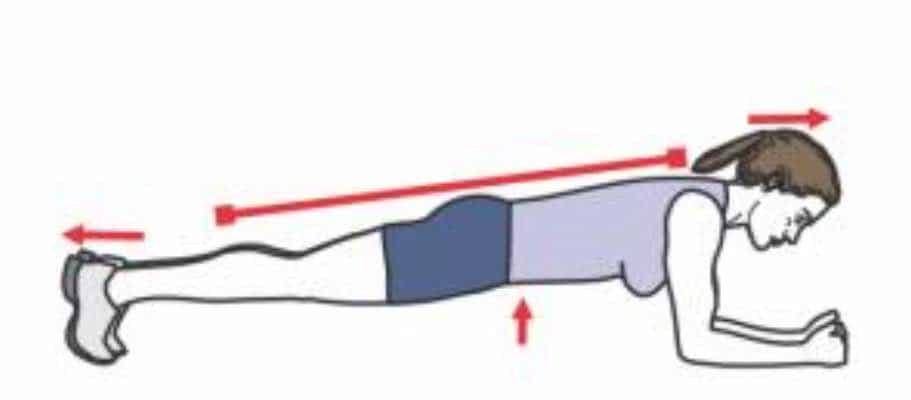 Muscle transverse de l'abdomen : Anatomie, Renforcement, Etirement...